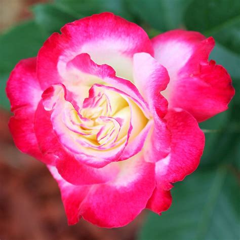 Double Delight Hybrid Tea Rose Jackson And Perkins