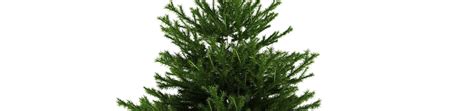 Dosch Design Dosch 3d Tree Library For Artlantis