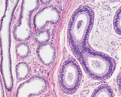 Filetestis Histology 013 Embryology