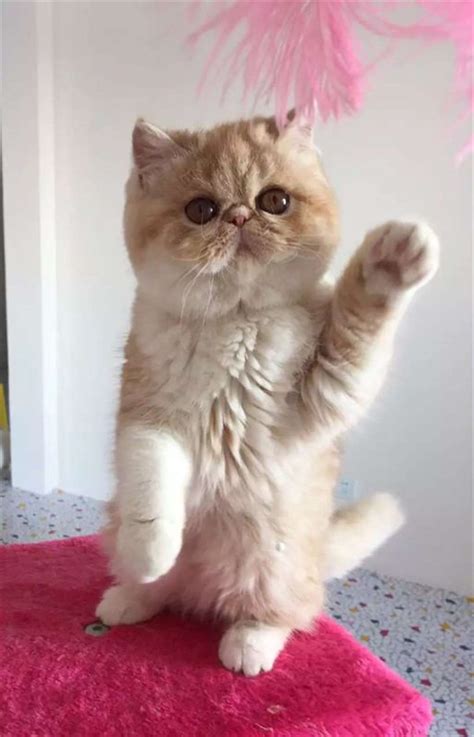 赛级繁育加菲猫宠物猫异国短毛猫加菲幼猫活体纯种加菲猫活体猫w 虎窝淘