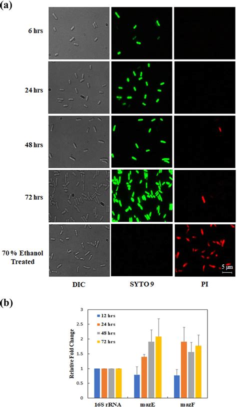 Livedead Kit At Arnold Emerson Blog