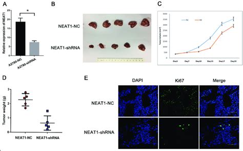 Knockdown Of Neat1 Inhibits Ovarian Tumor Growth In Vivo A