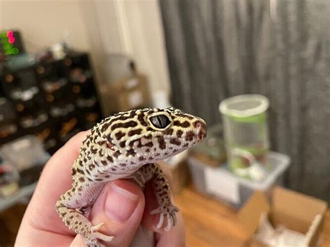 Guide Asking For Sex And Morph Id Wleopard Geckos Leopard Geckos
