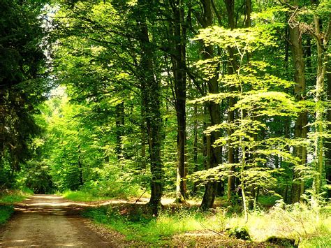 Archives des Forêts de France Arts et Voyages