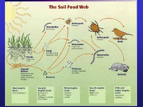 Chapter 5 Etc Soils Formation And Fertility Outline