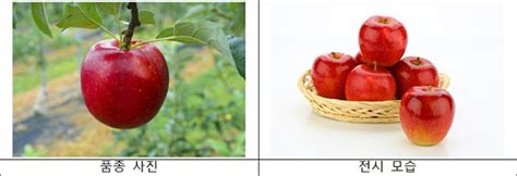 이른 한가위에 맛보는 우리 사과ㆍ배