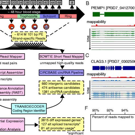 Divergent Primers And Sanger Sequencing Validate Circrna Splicing In P