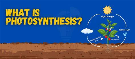 What Is Photosynthesis Process Importance And Factors