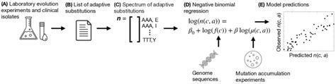 Workflow A We Use Data From Laboratory Evolution Experiments E Download Scientific Diagram