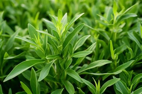 Premium Ai Image A Field Of Green Grass With A Few Green Leaves