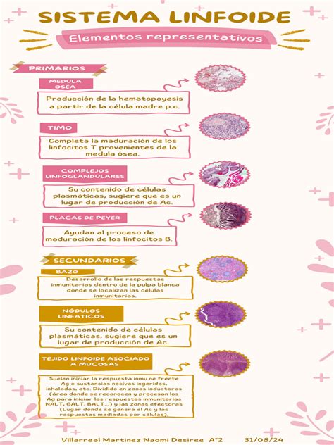 Sistema Linfoide Pdf