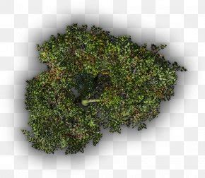 Landscape Architecture Site Plan Tree PNG 900x900px Architecture Architectural Drawing