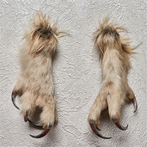 Ural Owl Taxidermy Bird Feet Pair Taxidermy Bird Legs Paws Foot