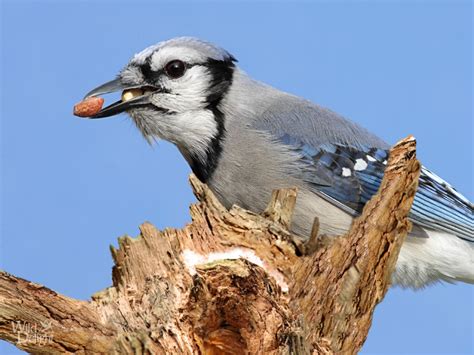 Difference Between Male And Female Blue Jays