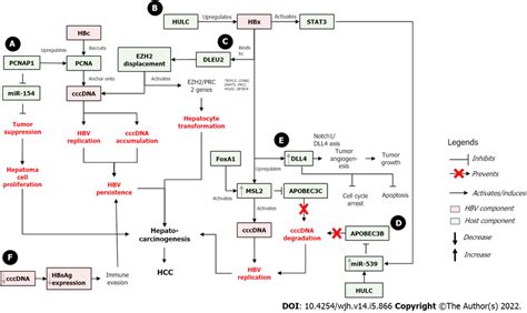 Proposed Mechanisms For The Role Of Covalently Closed Circular DNA In