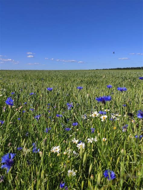 Пин от пользователя Подсолнух 🤘🖤⚡ на доске Прекрасное 💗 Летний пейзаж Фоновые рисунки