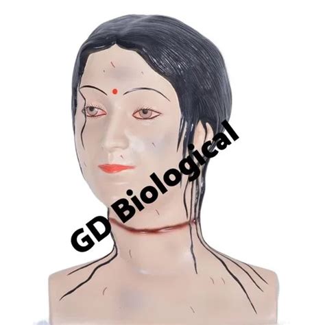 Homicidal Hanging Model Color Natural At Best Price In Ambala Cantt