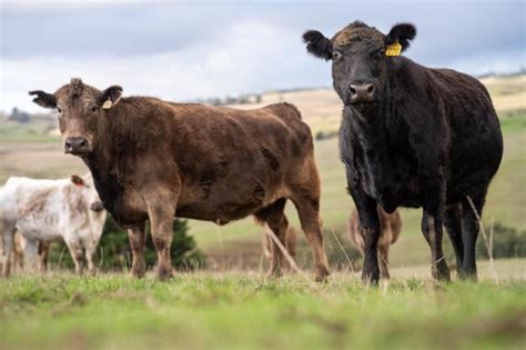 Premium Photo Sustainable Agriculture Practices Enhancing Ecosystems