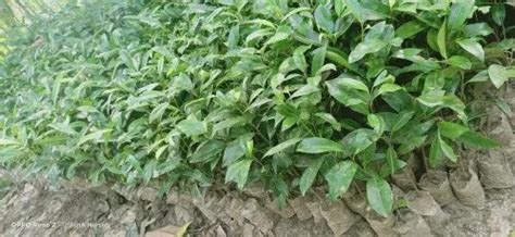 Green Bakul Tree Plants For Garden At Rs 5piece In Guwahati Id