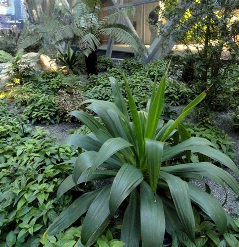 Danger Garden The Understory At The Amazon Spheres What Everyone Was