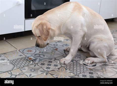 Labrador Dog Looks At Pill Lying On Floor At Home Tick And Flea