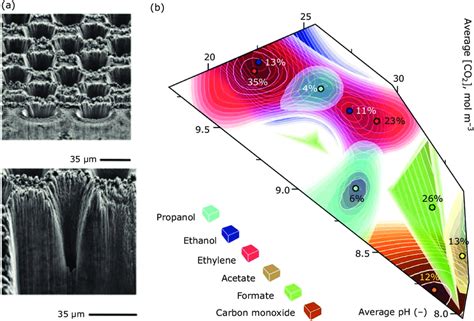 A Scanning Electron Micrographs Of The Surface And Cross Section Of