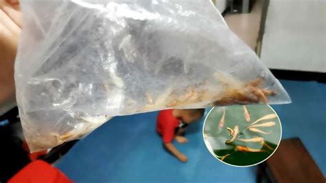 这几天家里飞来好多白蚁把它们全部收集起来当鱼饲料 三农 农村赶海 好看视频