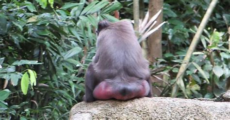 Another Baboon Butt Imgur