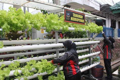 Kodim 0410 KBL Laskanakan Panen Sayuran Hidroponik