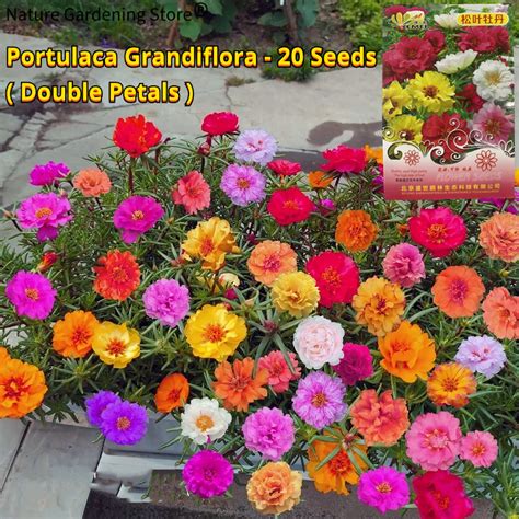 เมล็ดพันธุ์ ดอกแพรเซียงไฮ้ ดอกซ้อนคละสี บรรจุ 20 เมล็ด คละสี Portulaca Flower Seeds Moss Rose