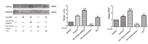 Expression Levels Of Transforming Growth Factor Tgf β2 In Human Download Scientific Diagram