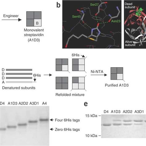 Generation Of Monovalent Streptavidin A Wild Type Streptavidin Is A Download Scientific