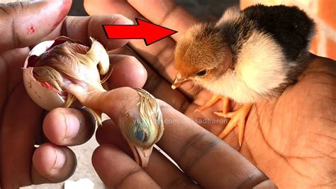 The Chicken In The Egg Hen Harvesting Eggs To Chicks Youtube