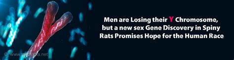 Men May Lose Their Y Chromosome But A Gene Study In Spiny Rats Gives