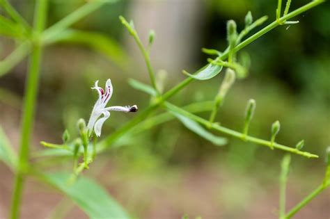 Premium Photo Andrographis Paniculata The Local Asia Herb Plant For