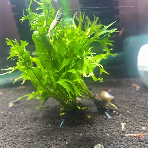 Lacey Java Fern For Sale