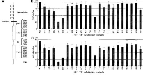 Figure 3 From Critical Roles Of C Kit Tyrosine Residues 567 And 719 In Stem Cell Factor Induced