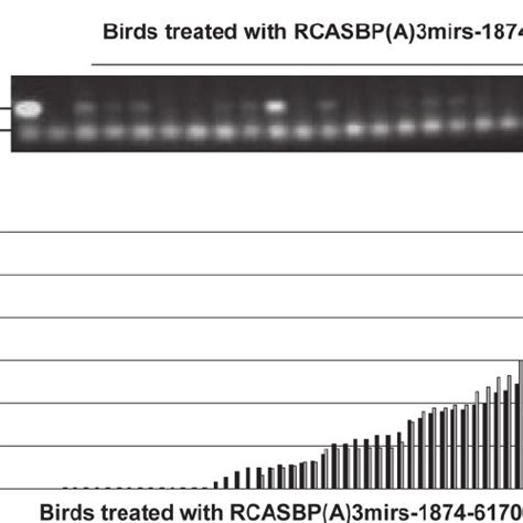 Levels Of Expression Of Small Interfering RNA SiRNA Measured By Download Scientific Diagram