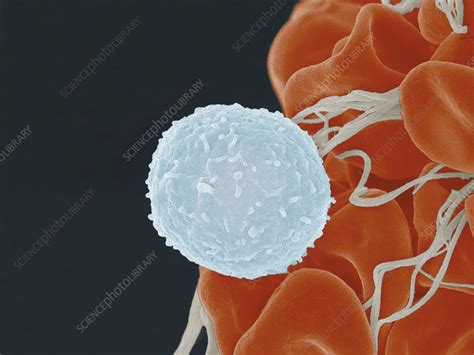 White Blood Cell And Clotting Red Blood Cells Sem Stock Image C056