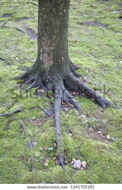 Nude Tree Roots Forest Stock Photo 1241705281 Shutterstock