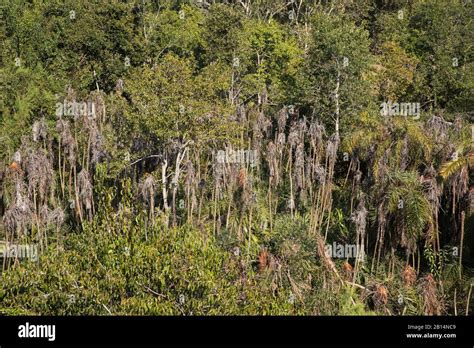 La Plus Grande Forêt De Mangroves Au Monde Sundarbans Du Bangladesh