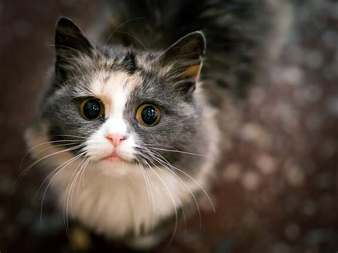 Wallpaper Animals Nose Whiskers Wild Cat Kitten Fauna 1920x1440