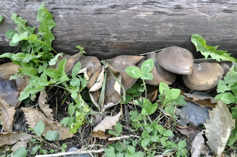 初めての森 きのこのキコ 楽天ブログ