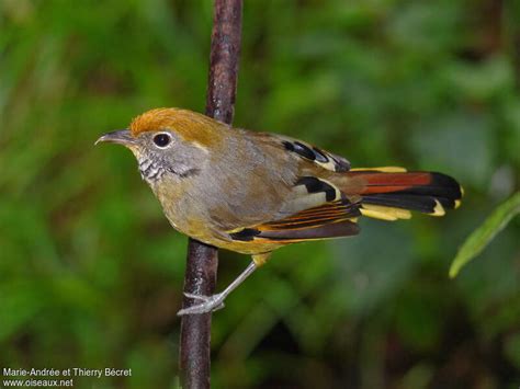 Bar-throated Minla - Actinodura strigula - thbe79342