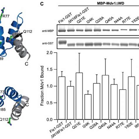 Domain Architecture Of The Fis1 Mdv1 And Dnm1 Constructs Used In This