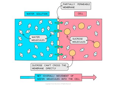 Edexcel IGCSE Biology Double Science 复习笔记 2 4 4 Practical Osmosis