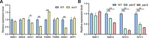 Figures And Data In Scc3 Is An Axial Element Essential For Homologous Chromosome Pairing And Figures And Data In Scc3 Is An Axial Element Essential For Homologous Chromosome Pairing And