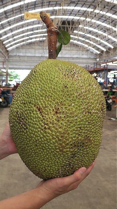 세상에서 가장 큰 열대과일 잭푸르트 자르기 Jackfruit Cutting Skill Youtube