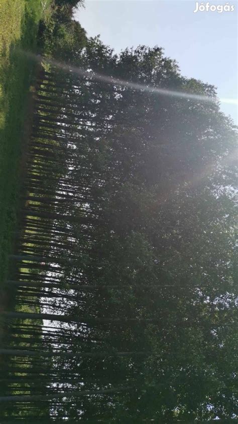 10 éves Nyárfa Erdő Tiszabercel Erdő Jófogás Ingatlan