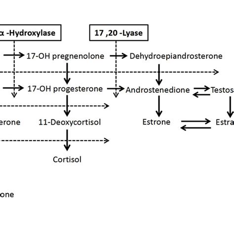 Simplified Flow Chart Of Adrenocortical And Gonadal Steroids Hormone